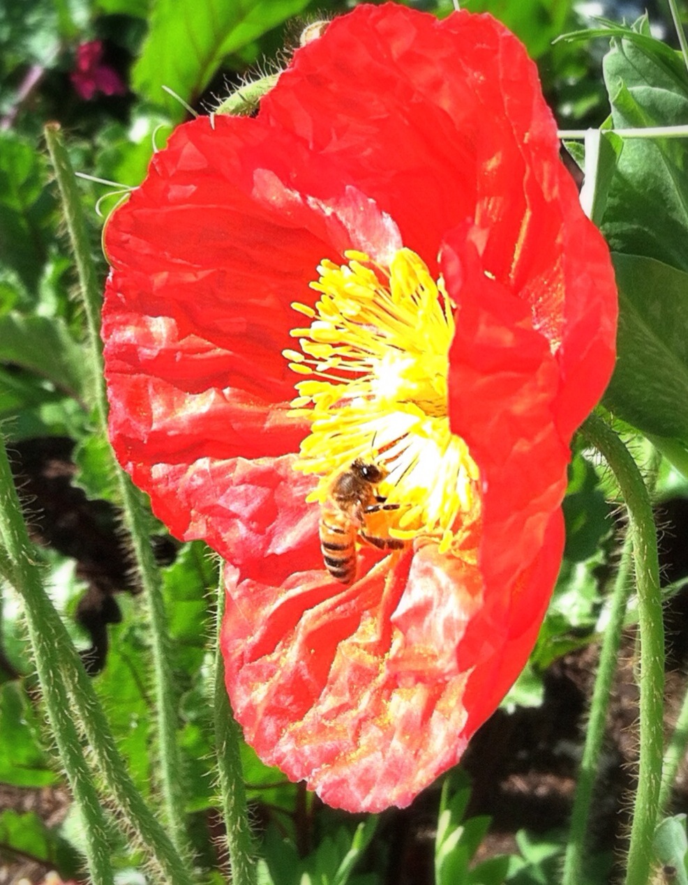 The Best Companion Flowers For Organic Vegetable Growing Hope Gardens The Best Companion Flowers For Organic Vegetable Growing Hope Gardens