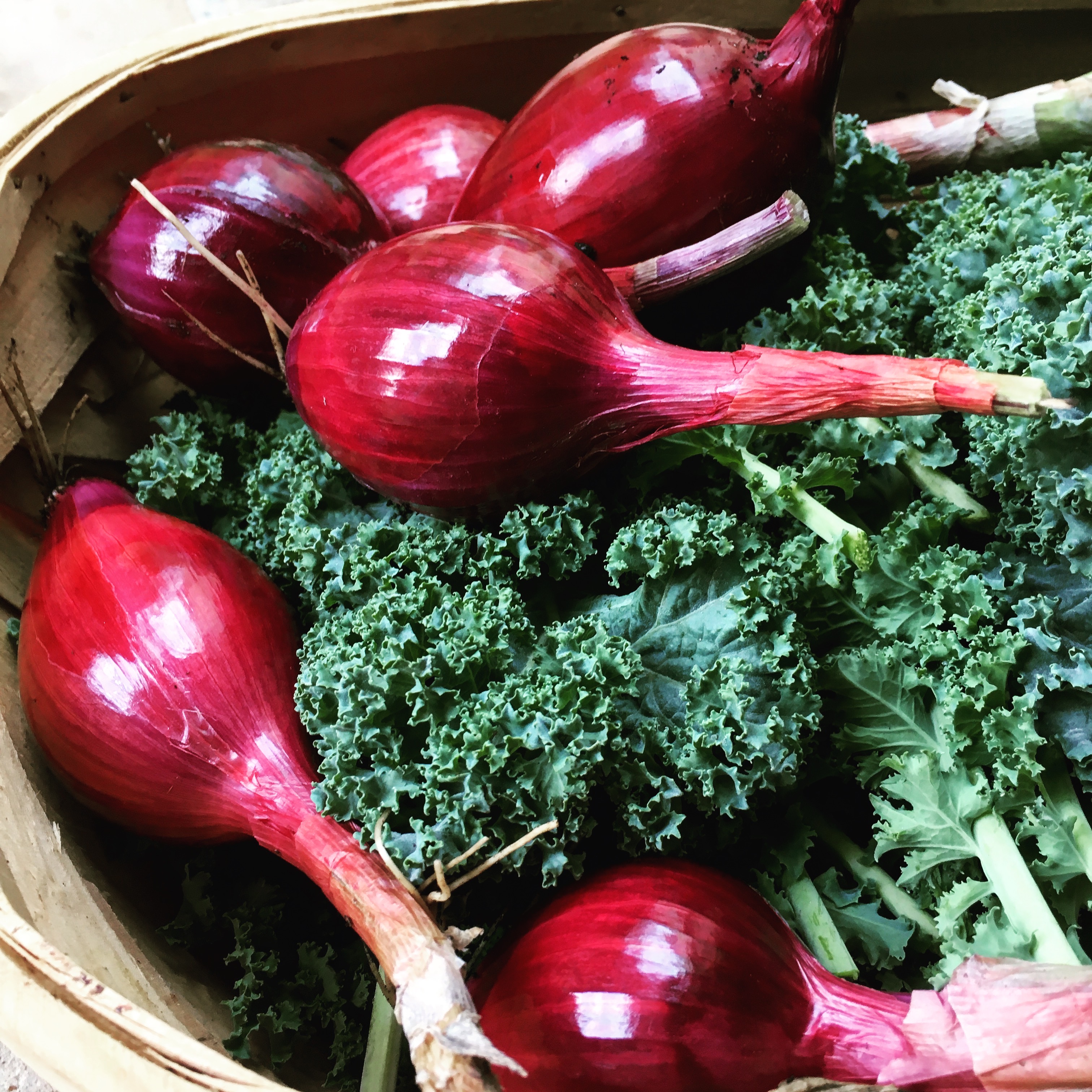 onions-and-kale - Hope Gardens Hope Gardens onions-and-kale - Hope ...